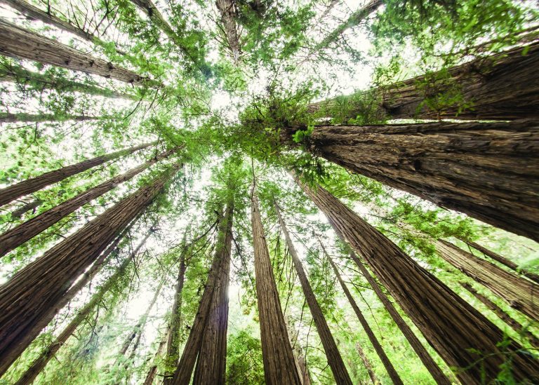 Creation Care – The Episcopal Church