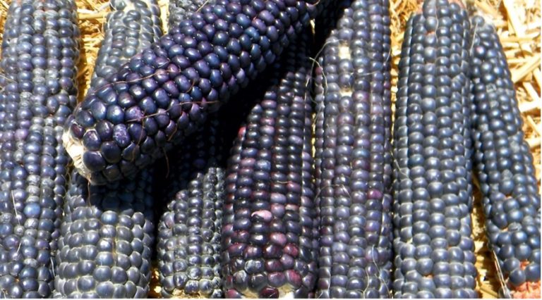 Traditional Diné Blue Maize Mush – The Episcopal Church