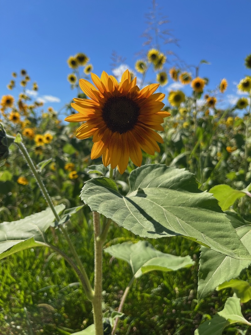 Curiosity: a UTO Board Core Value – The Episcopal Church