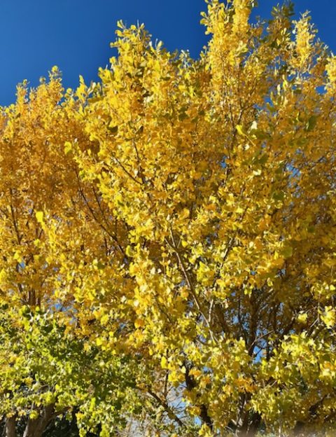 Put the Thanks in Thanksgiving this Year with UTO – The Episcopal Church